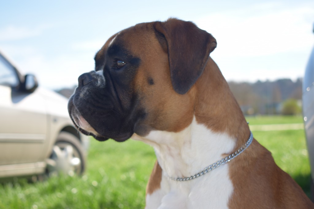 Boxer Chien Sarlat La Canéda > Des Mystères de la Forêt